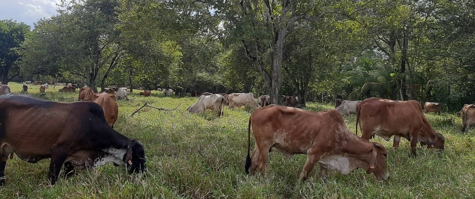 Sustainable livestock farming in the Amazon of Perú and Ecuador